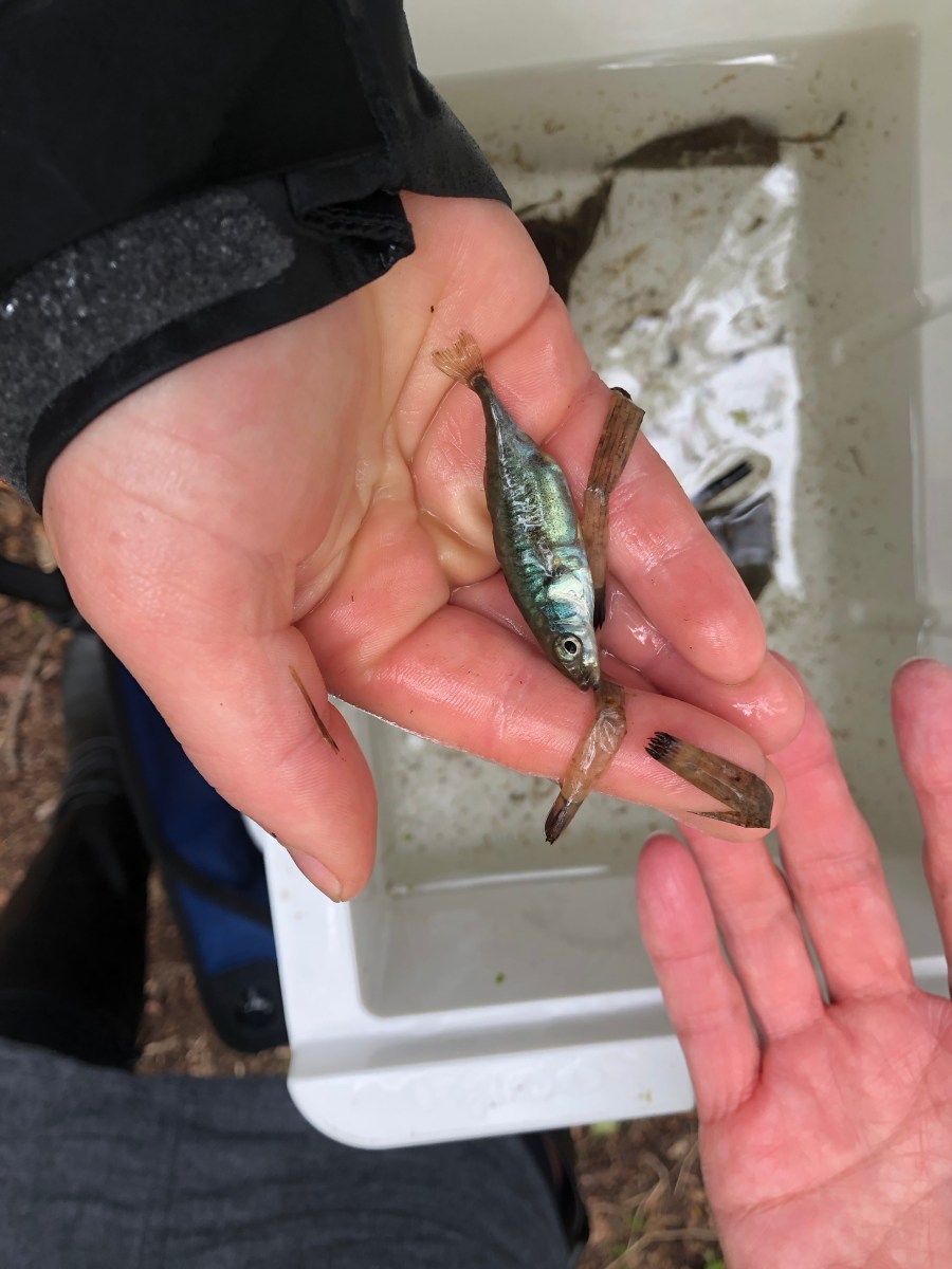 Stickleback – The super fish – North Exposure